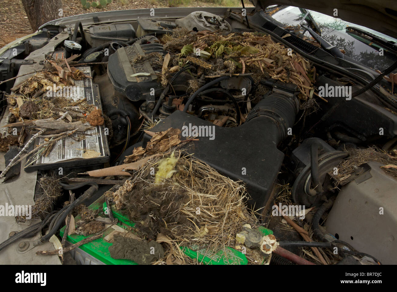 Pack Rat Nest Stock Photos & Pack Rat Nest Stock Images - Alamy