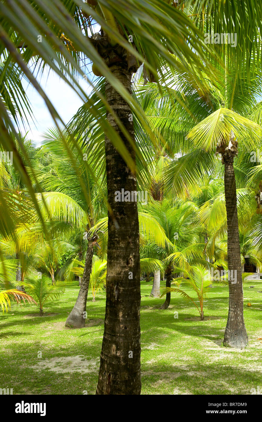 Palm trees in Bora Bora Stock Photo - Alamy