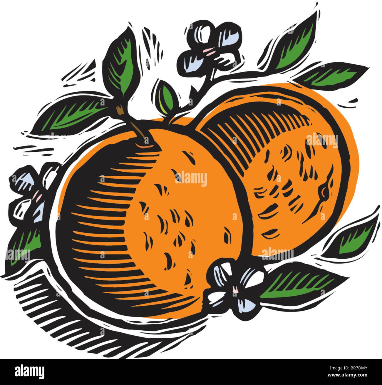 two fresh oranges Stock Photo - Alamy