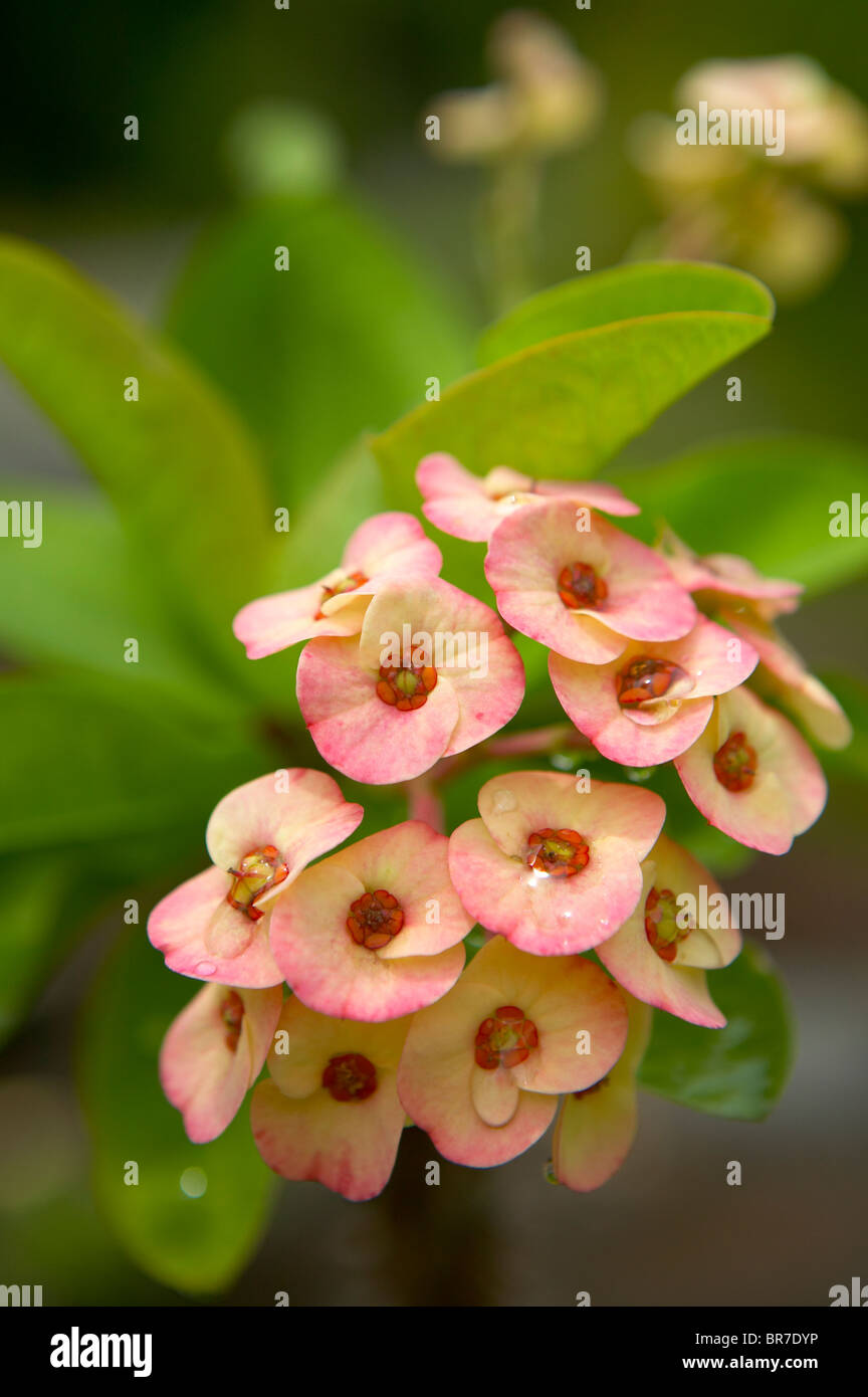 Leaves In Bora Bora High Resolution Stock Photography and Images - Alamy