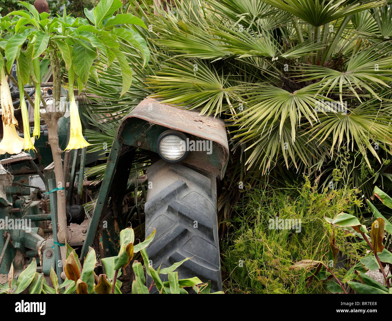 An antique Oliver tractor sits rusting away in a garden setting with ...