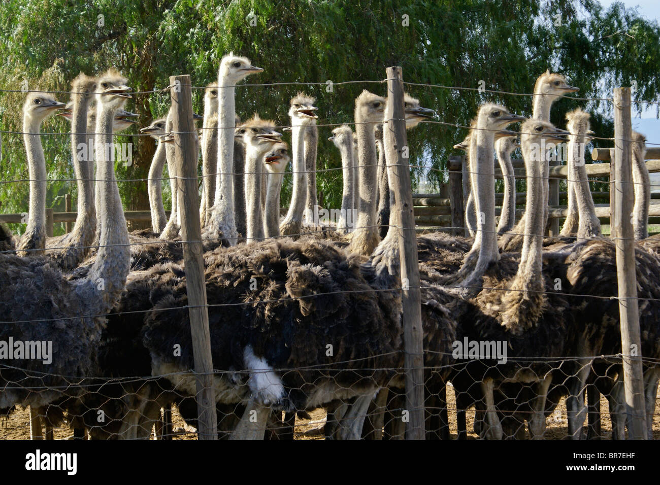 Ostriches at Highgate Ostrich Show Farm, Oudtshoorn, South Africa Stock ...