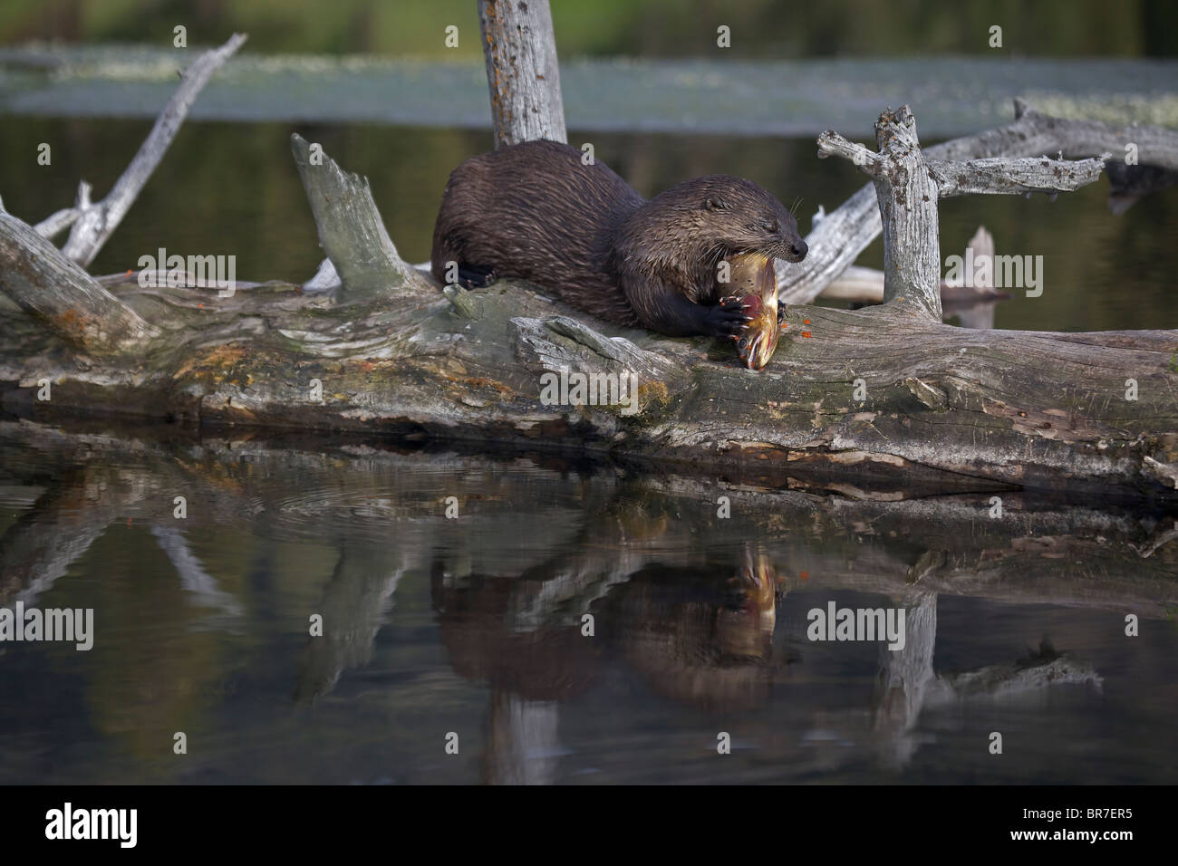 River Otter (Lutra canadensis) feeding on Cutthroat Trout (Oncorhynchus ...