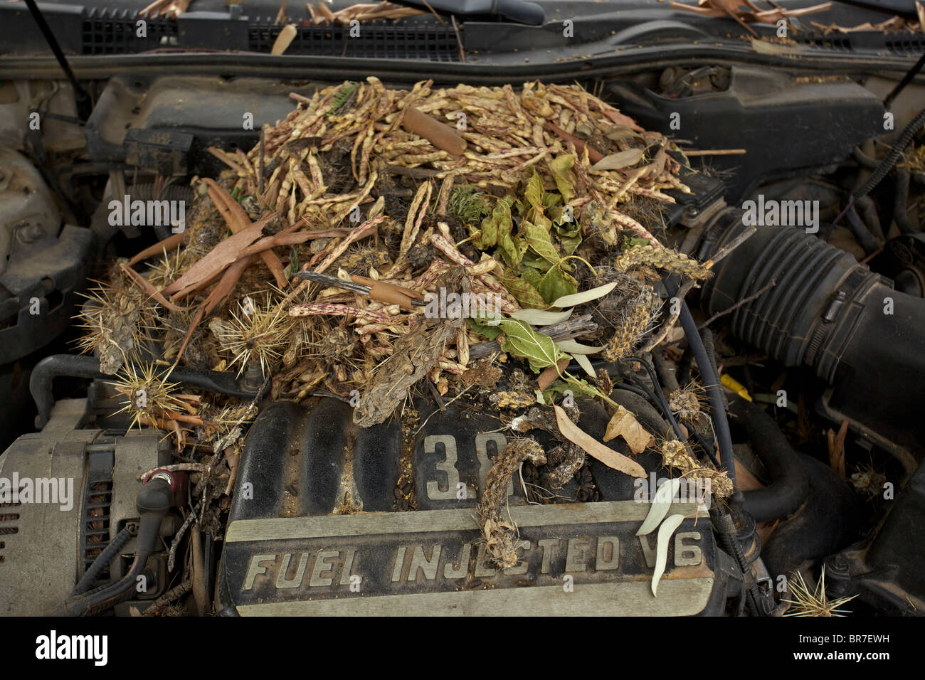 Rats nest hi-res stock photography and images - Alamy