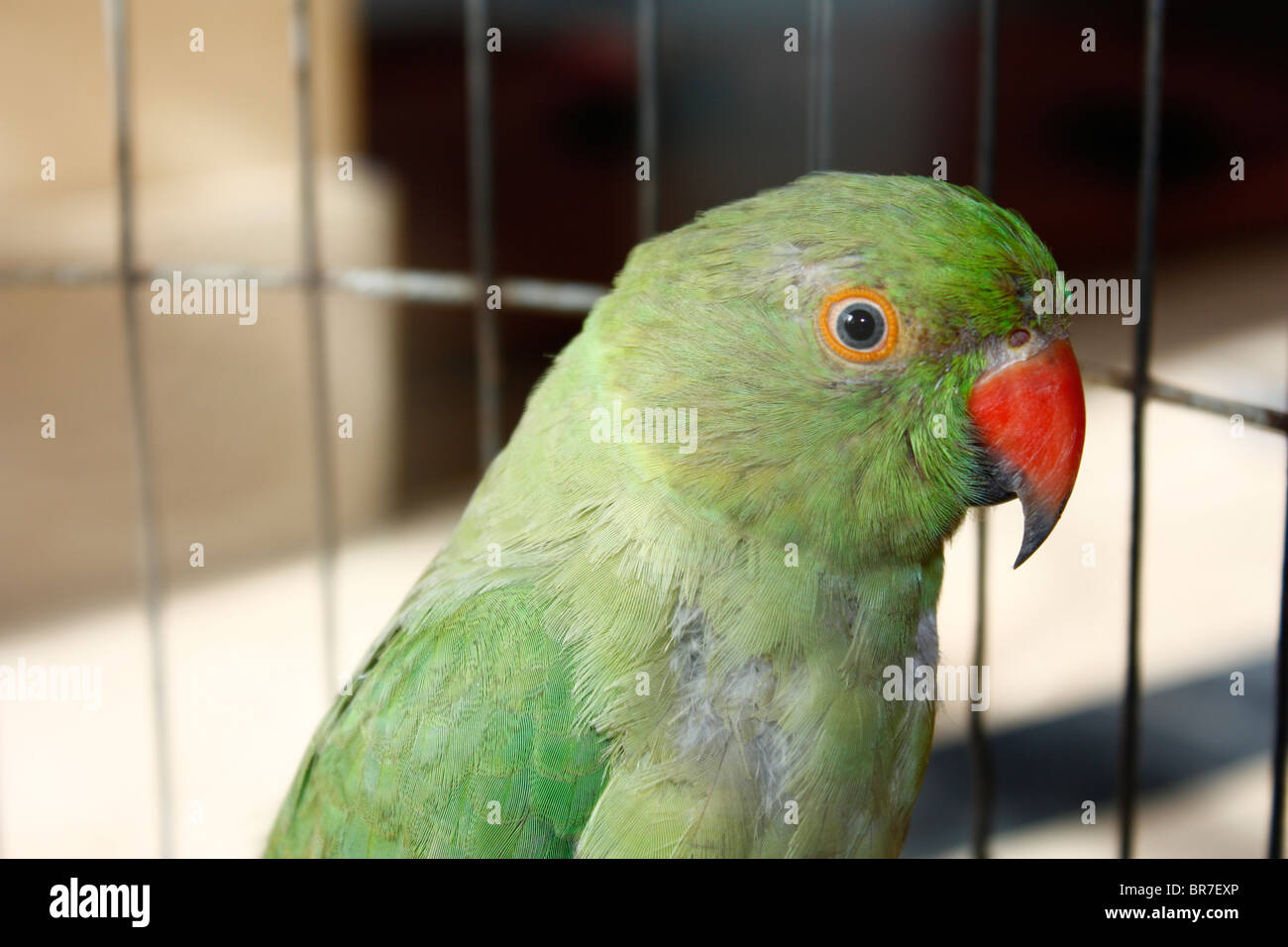 Parrot Close up Stock Photo - Alamy