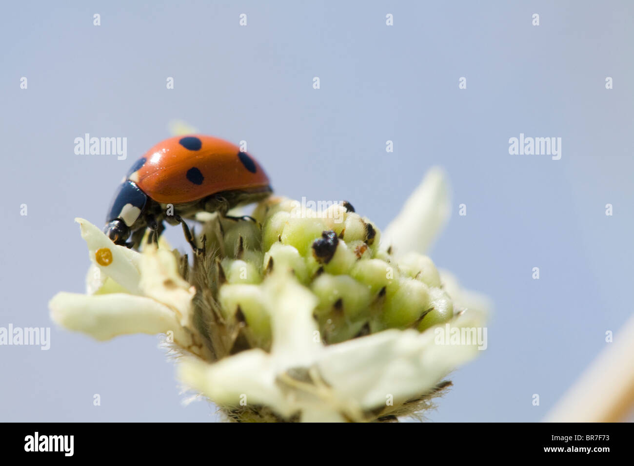 ladybird on white flower Stock Photo - Alamy