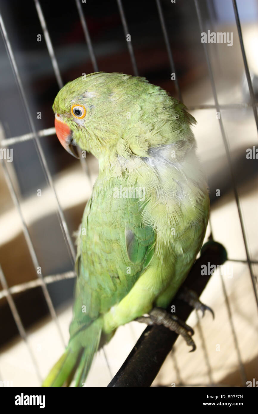 A Parrot Looking Behind Stock Photo - Alamy