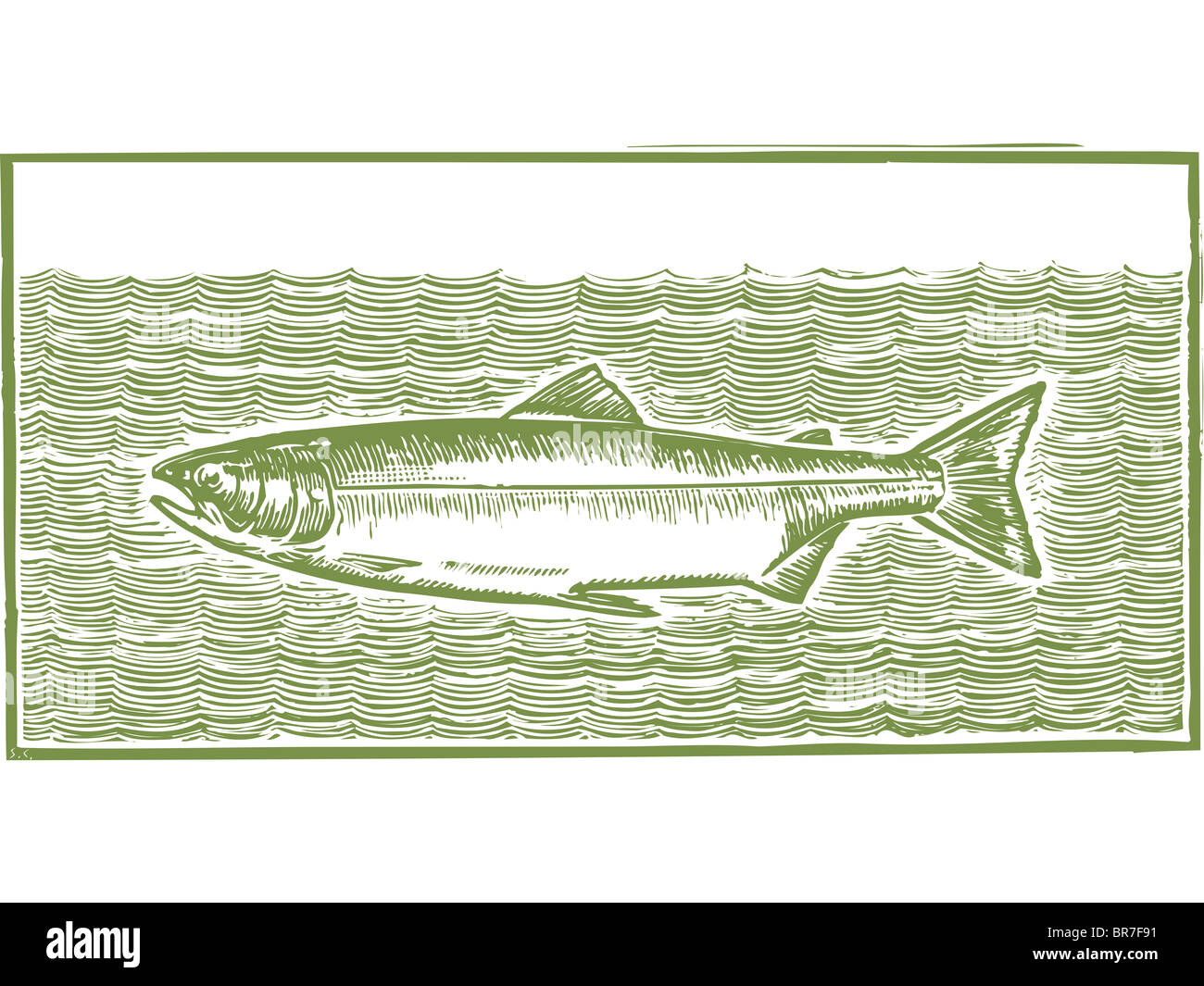 An image of a fish in a an etching style Stock Photo - Alamy