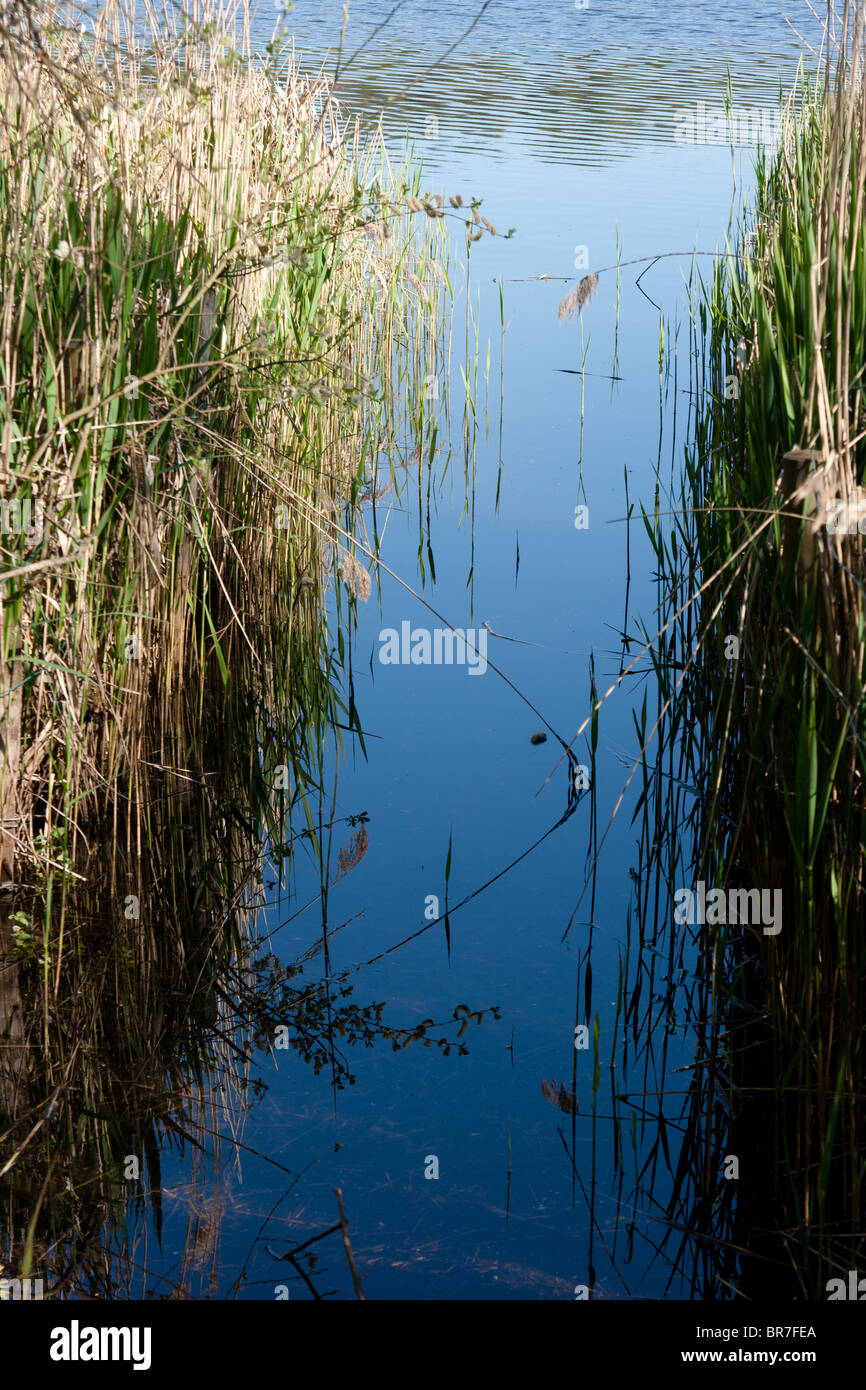 Ponds reflections hi-res stock photography and images - Alamy