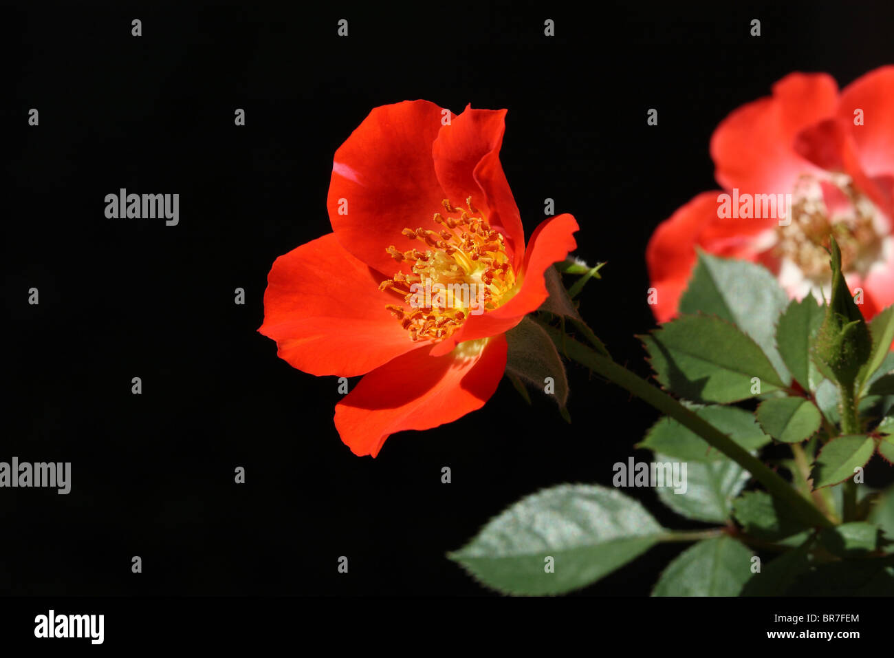 Red Gizmo rose on black background Stock Photo - Alamy