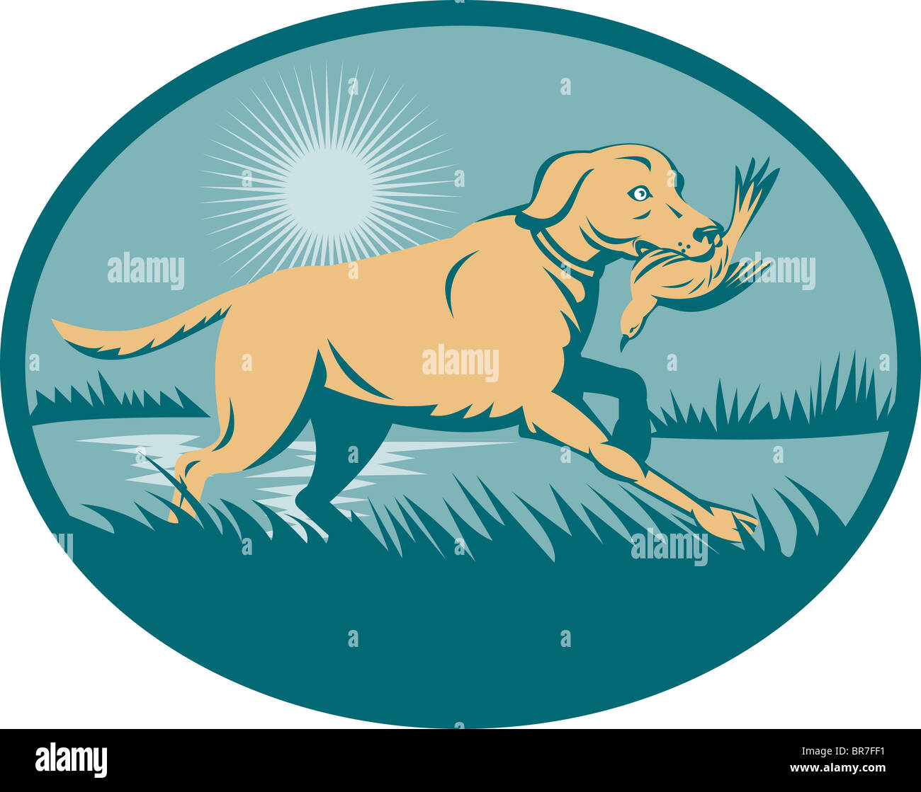 trained Retriever gun dog with bird on wetland set inside an ellipse ...
