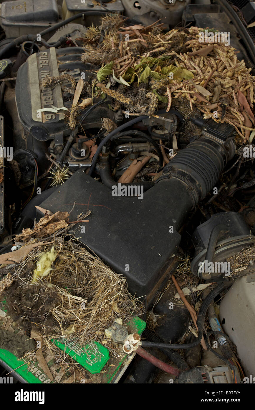 Pack rat nest hi-res stock photography and images - Alamy