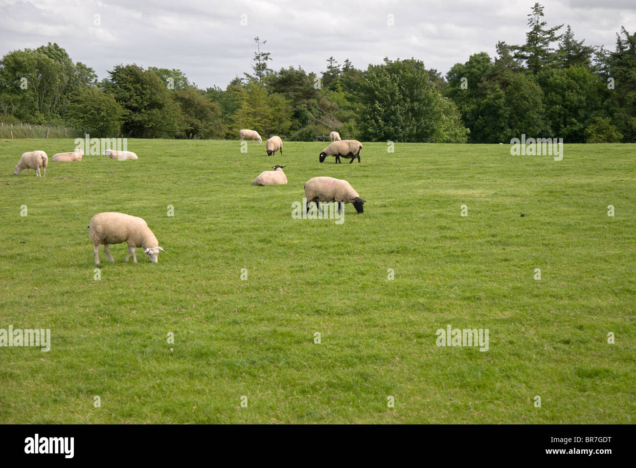 Sheep grazing on lush green pasture in the Irish countryside Stock ...