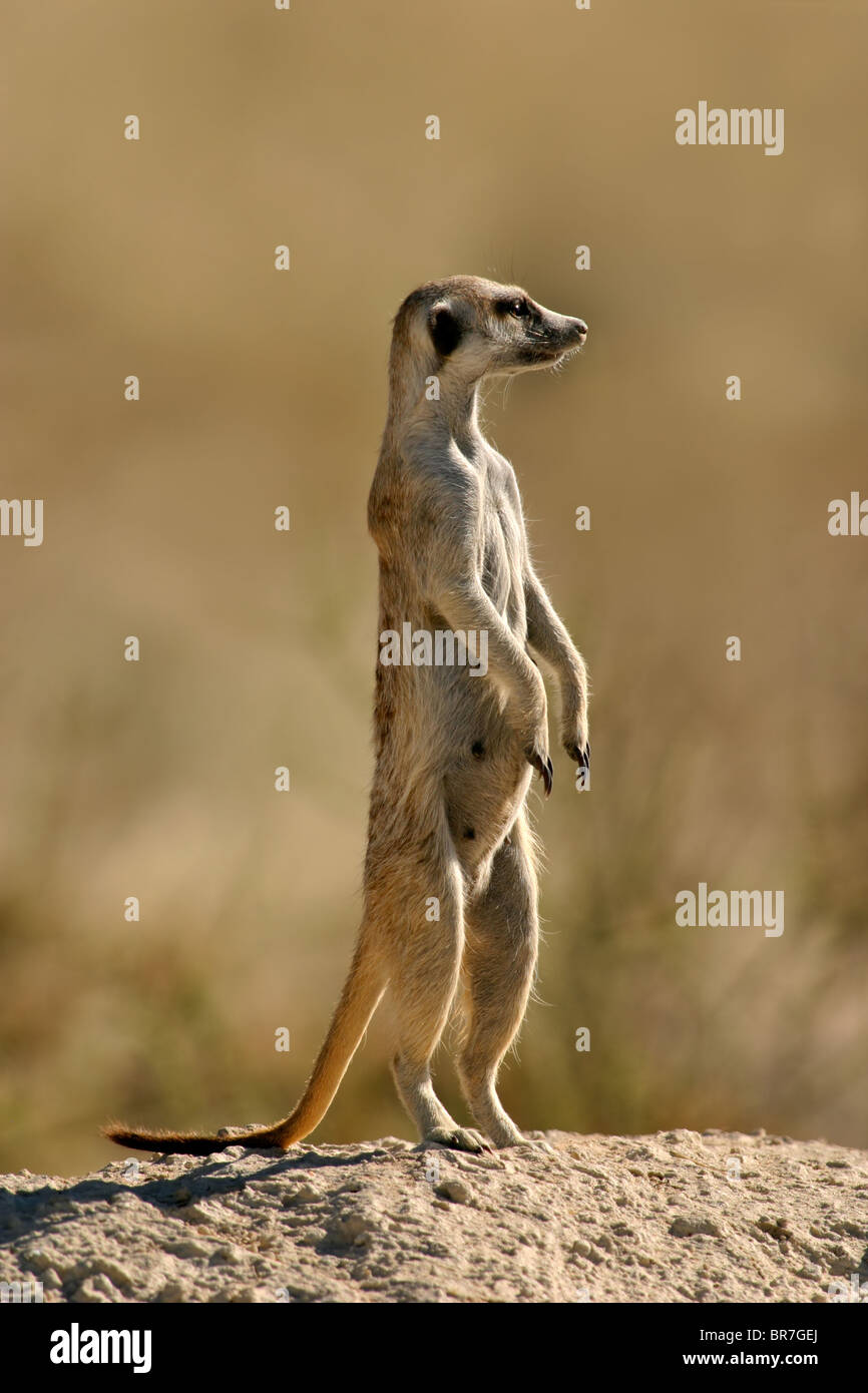 Meerkat wild standing danger hi-res stock photography and images - Alamy