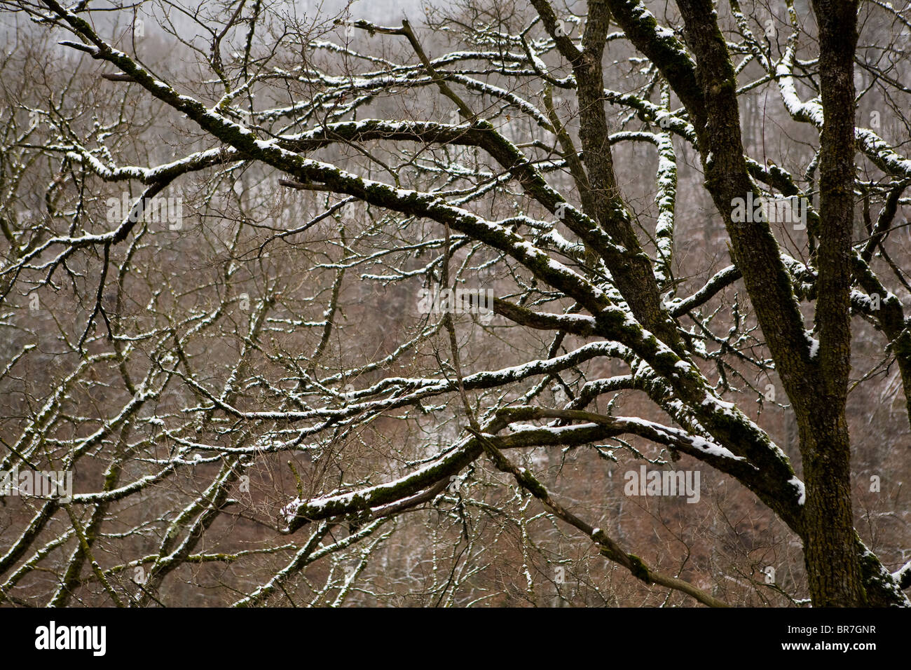 Beautiful trees in late autumn hi-res stock photography and images - Alamy