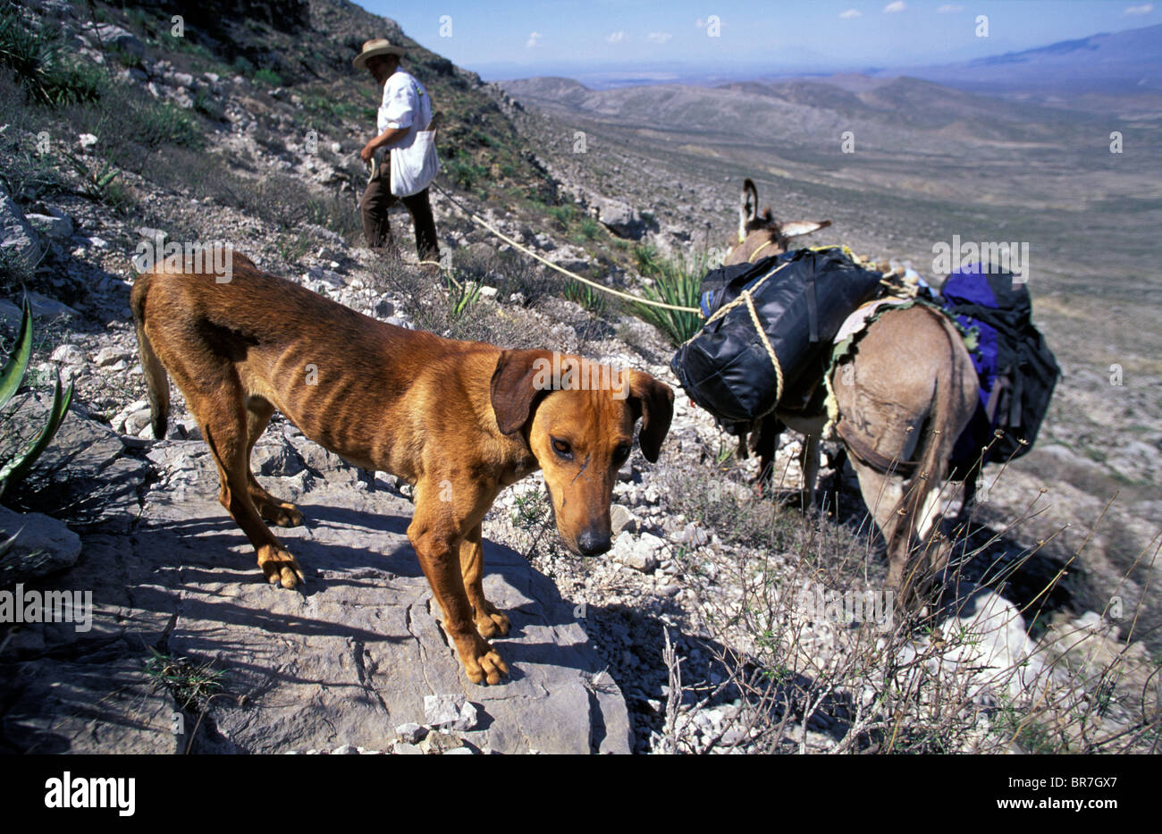 Local man leading a pack donkey with a skinny dog in the foreground ...