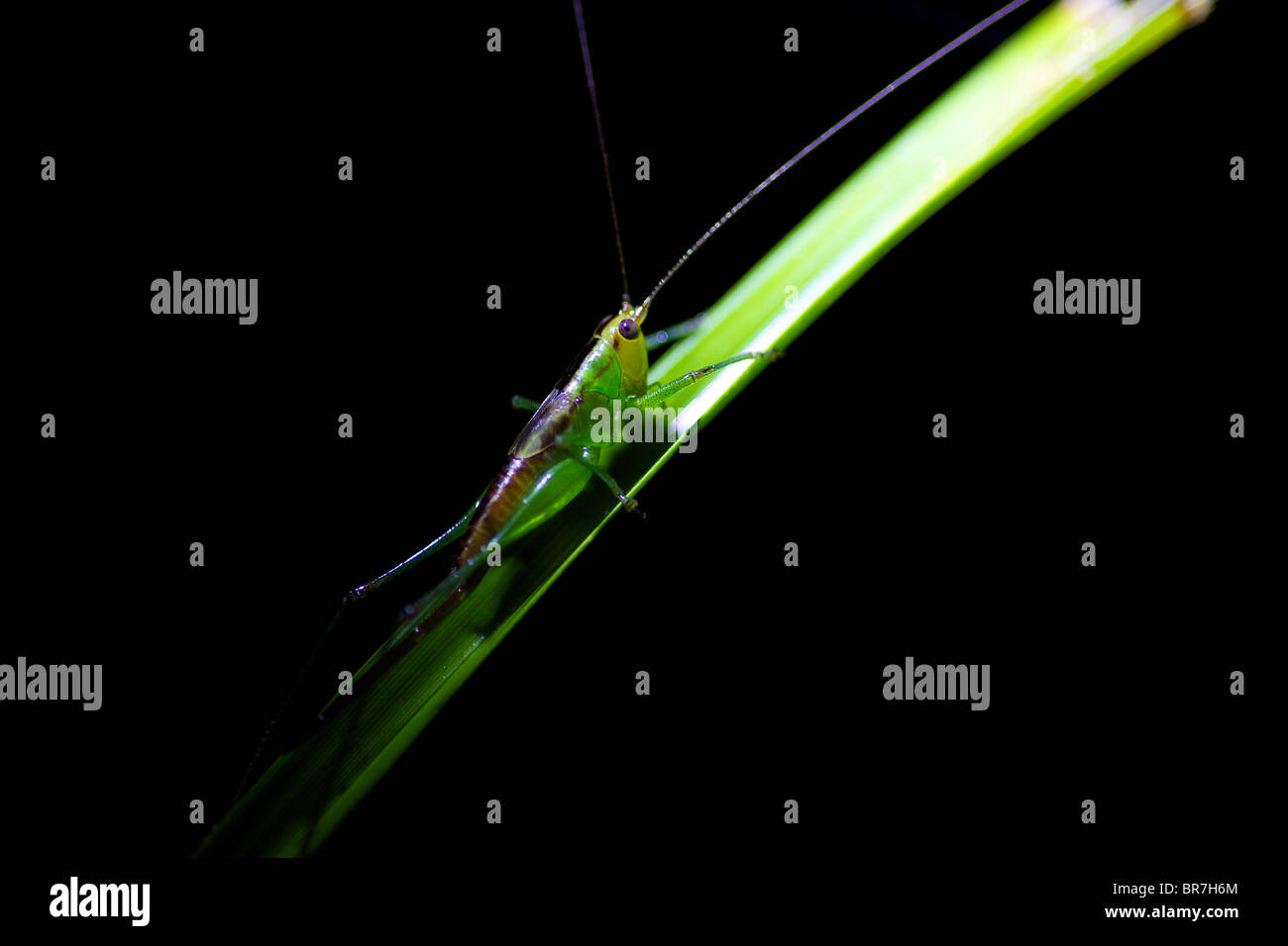 Nocturnal insects hi-res stock photography and images - Alamy