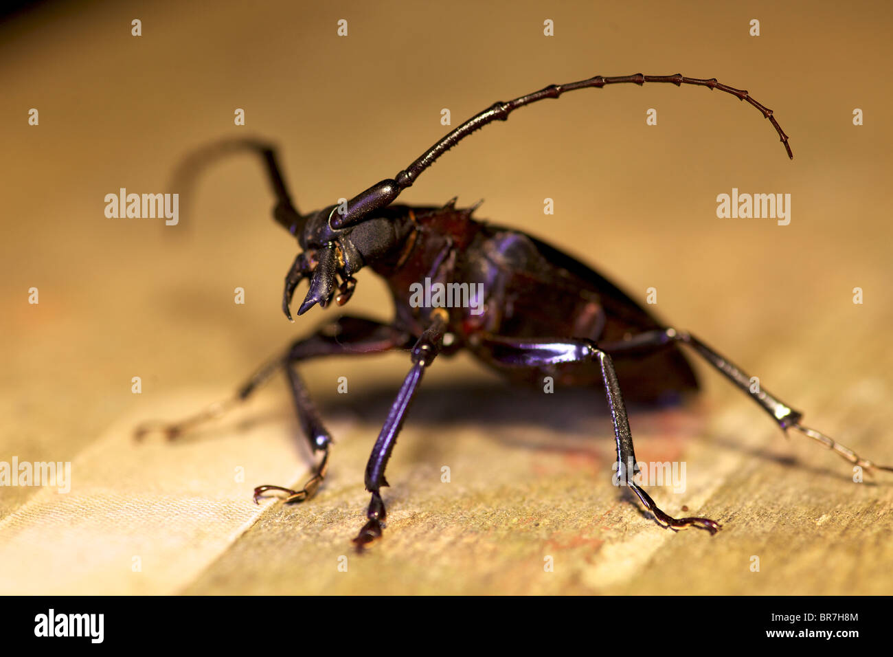 Beetle of borneo hi-res stock photography and images - Alamy