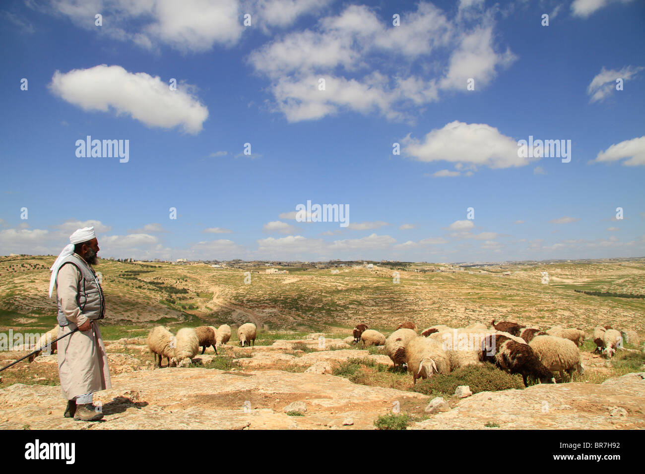 Shepherd sheep palestine hi-res stock photography and images - Alamy
