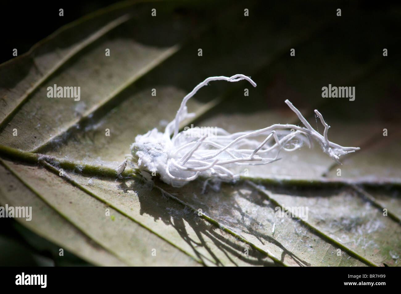 Jungle insects hi-res stock photography and images - Alamy