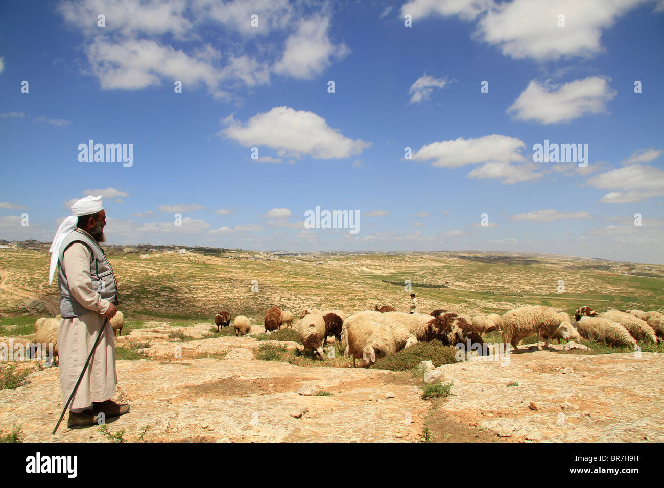 Shepherd flock israel hi-res stock photography and images - Alamy