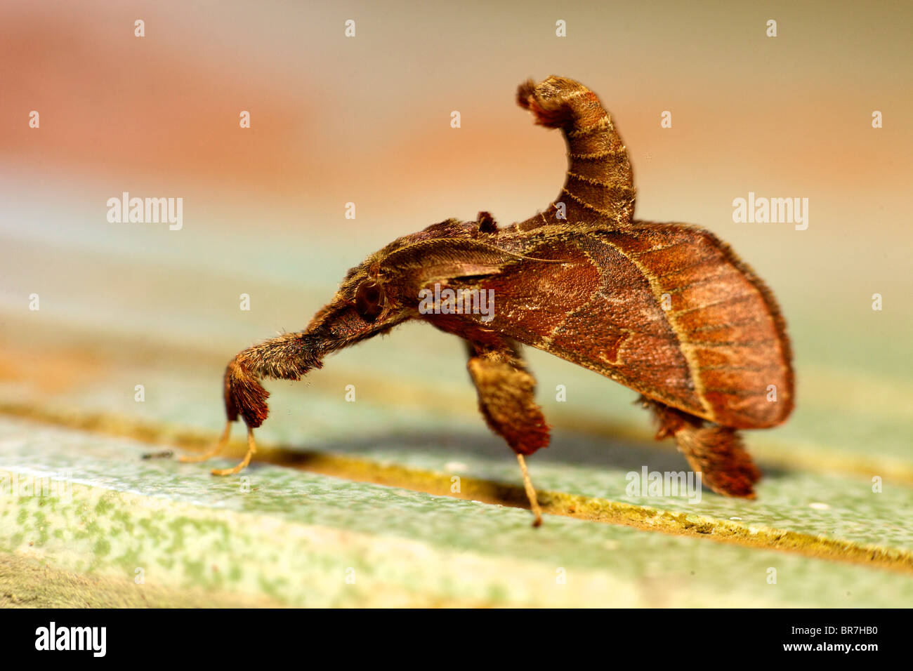 Jungle insects hi-res stock photography and images - Alamy