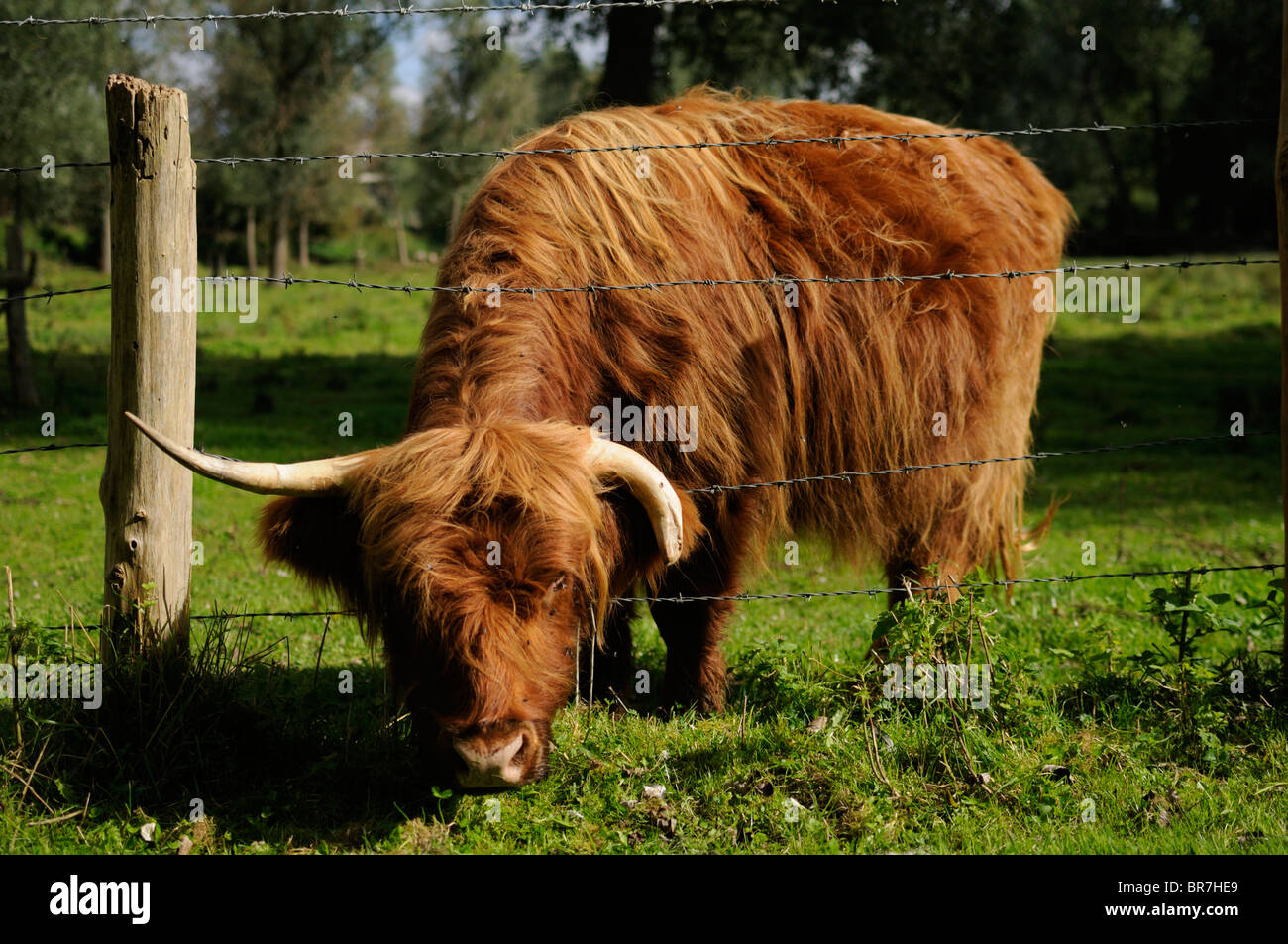 A horned cow or bull putting its head through a barbed wire fence to ...