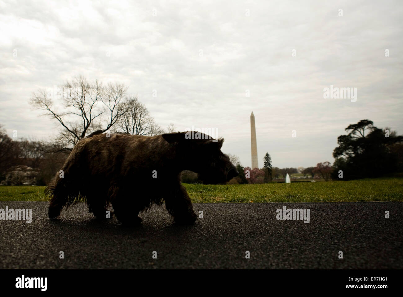 Miss beazley dog hi-res stock photography and images - Alamy