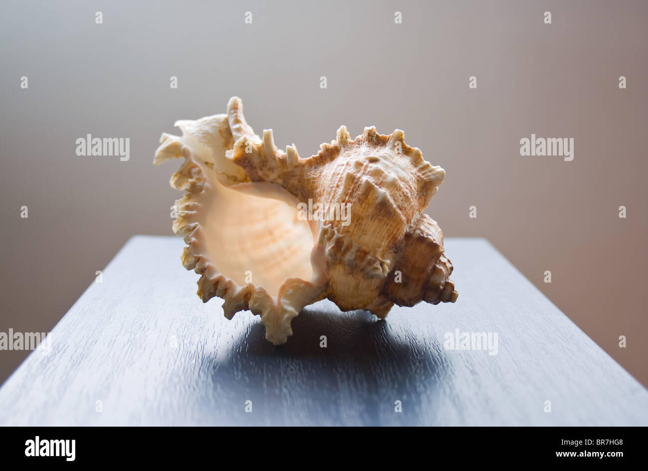 Seashell seabed hi-res stock photography and images - Alamy