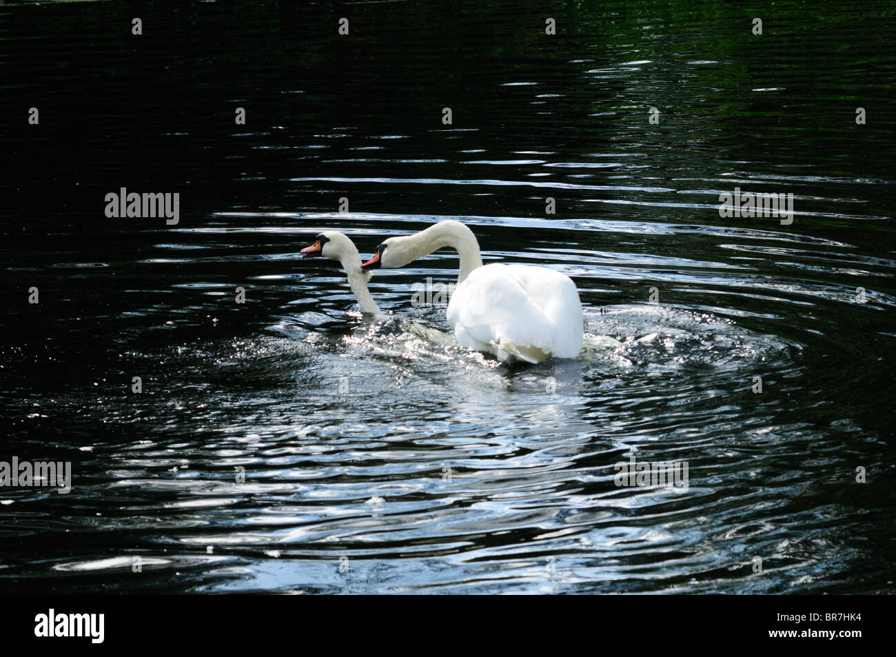 Two swans fighting each other on a river. One of the swans is ...