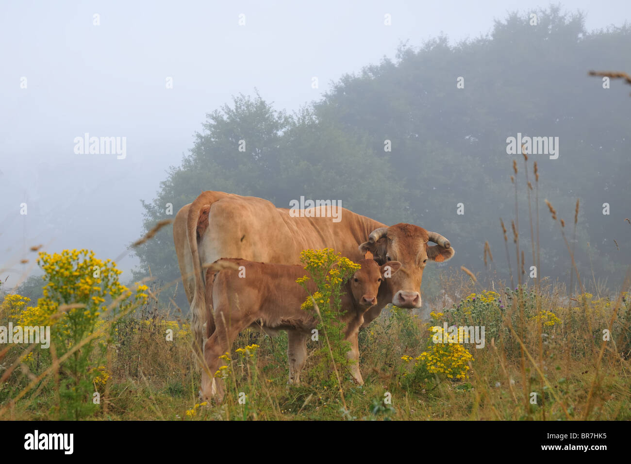Cow with calf in the early morning mist Stock Photo - Alamy