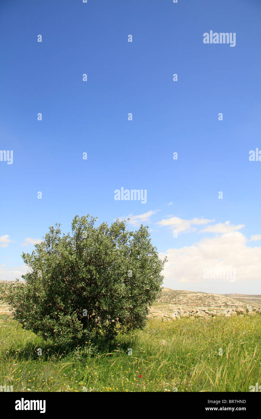 Ziph hi-res stock photography and images - Alamy