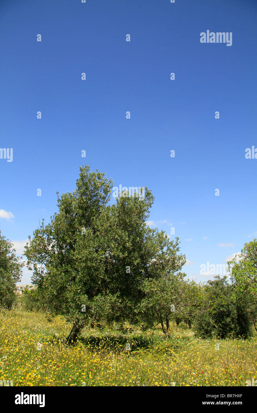 Judea, Southern Hebron Mountains, Olive trees on Tel Ziph Stock Photo ...