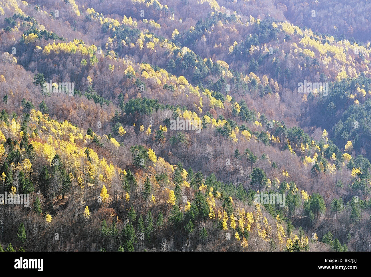 Fall colors of black pine, leech and aspen trees in Amanos Mountains ...