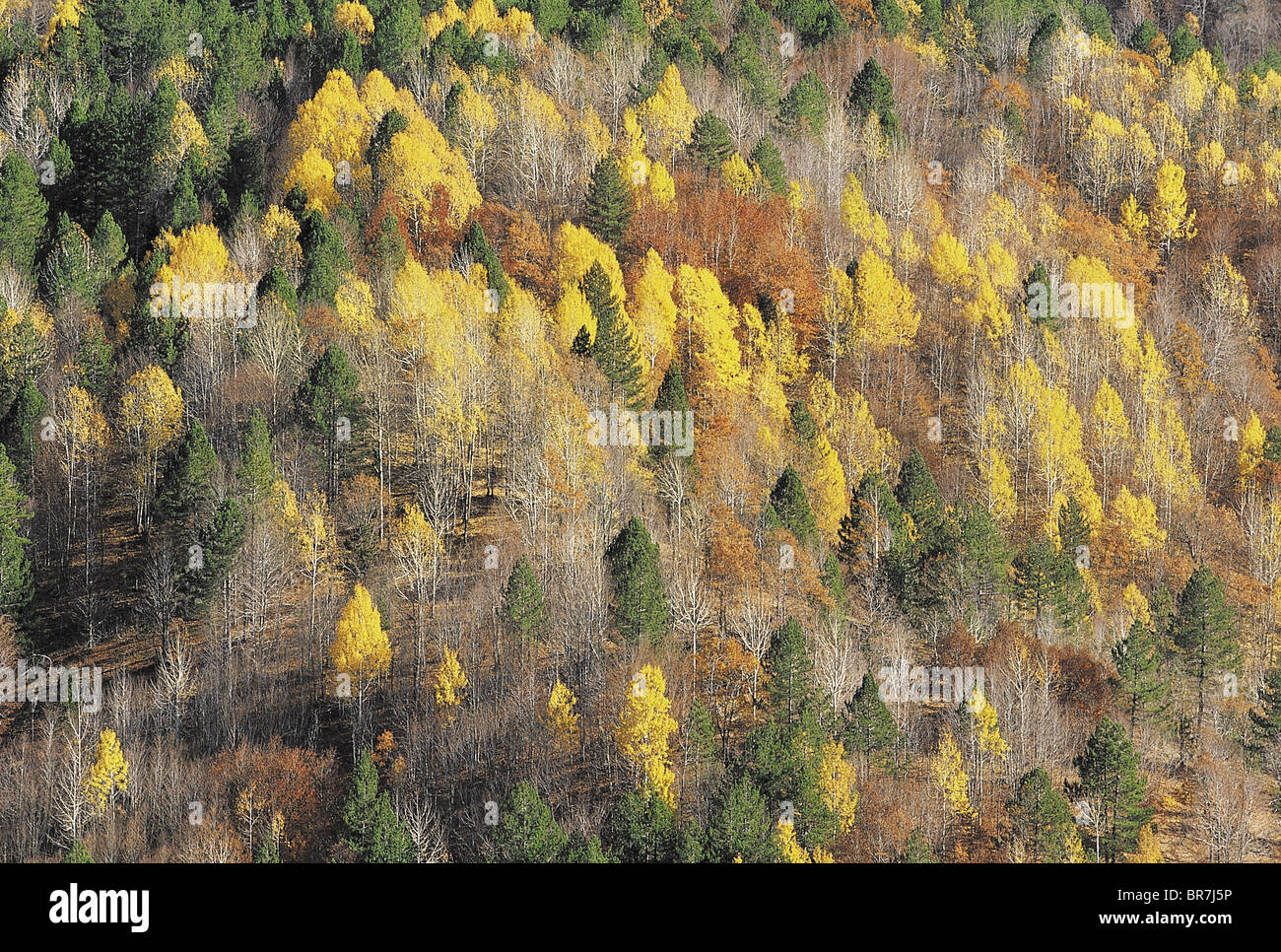 Fall colors of black pine, leech and aspen trees in Amanos Mountains ...