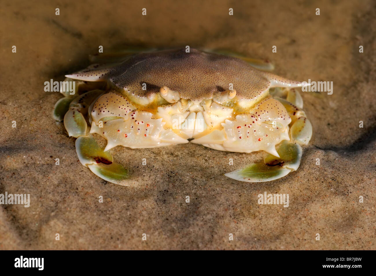 Sandy crab hi-res stock photography and images - Alamy
