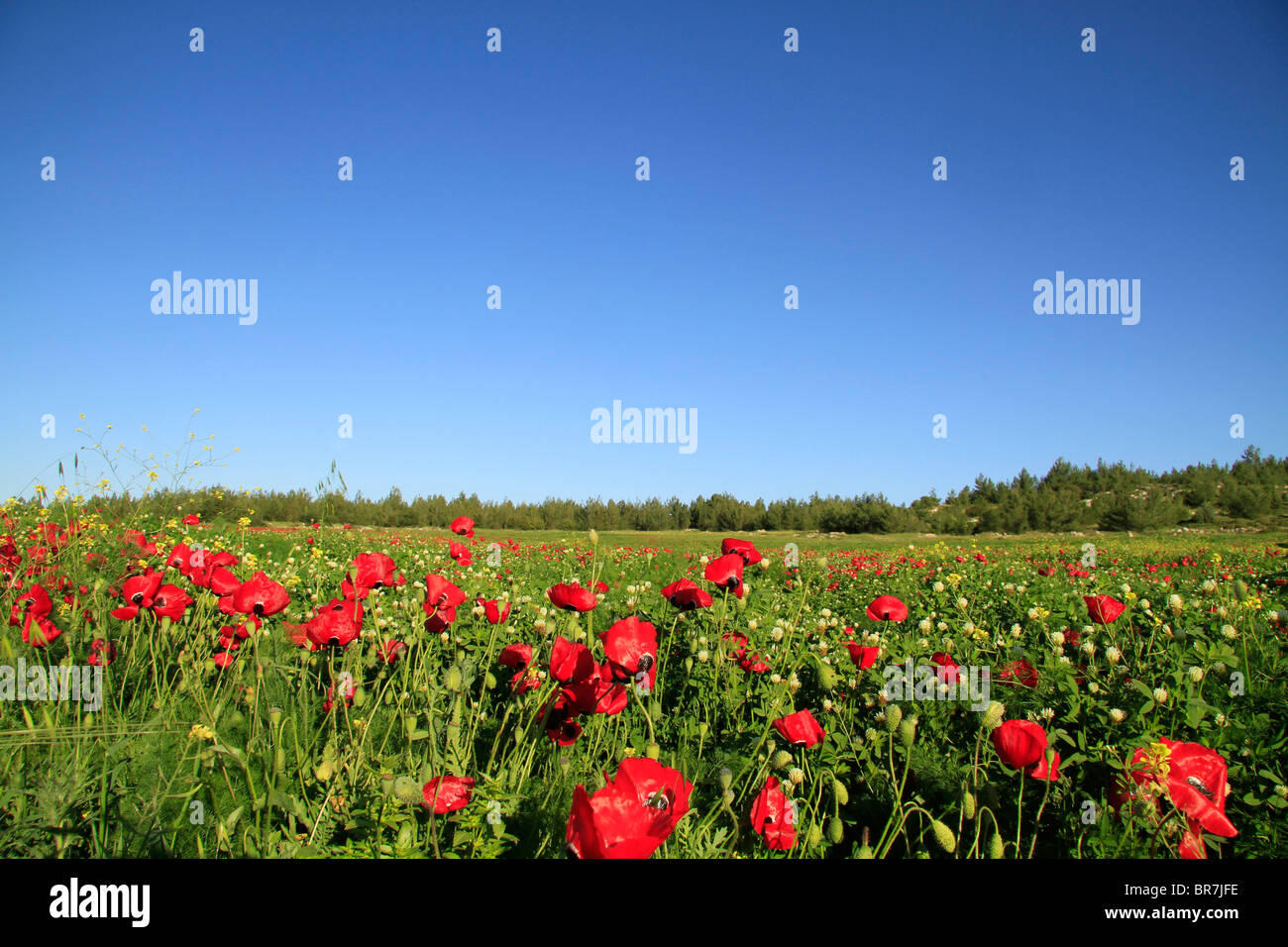 Poppies israel hi-res stock photography and images - Alamy