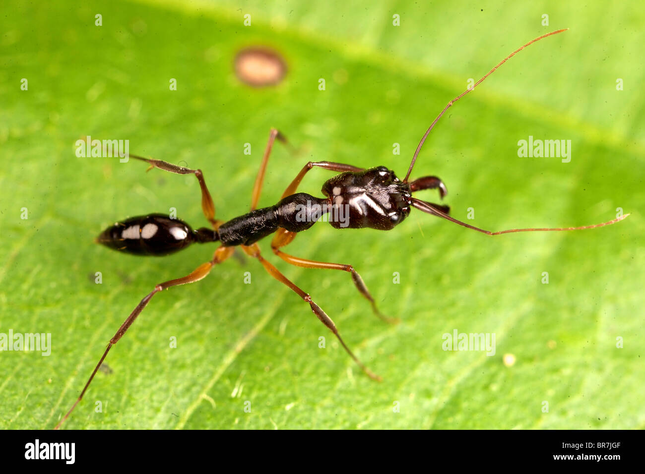 Insects of the tropics hi-res stock photography and images - Alamy