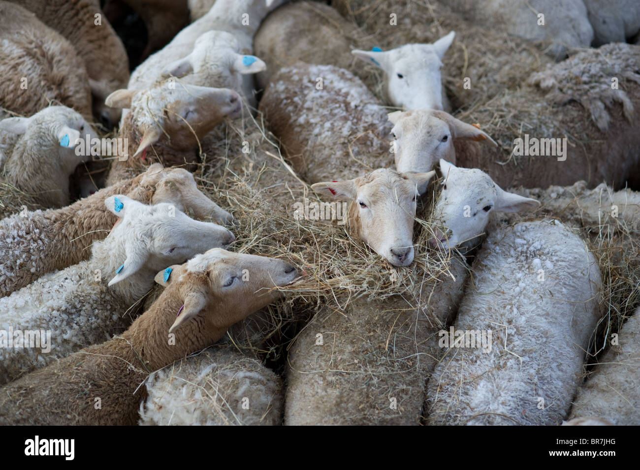 Sheep huddle hi-res stock photography and images - Alamy