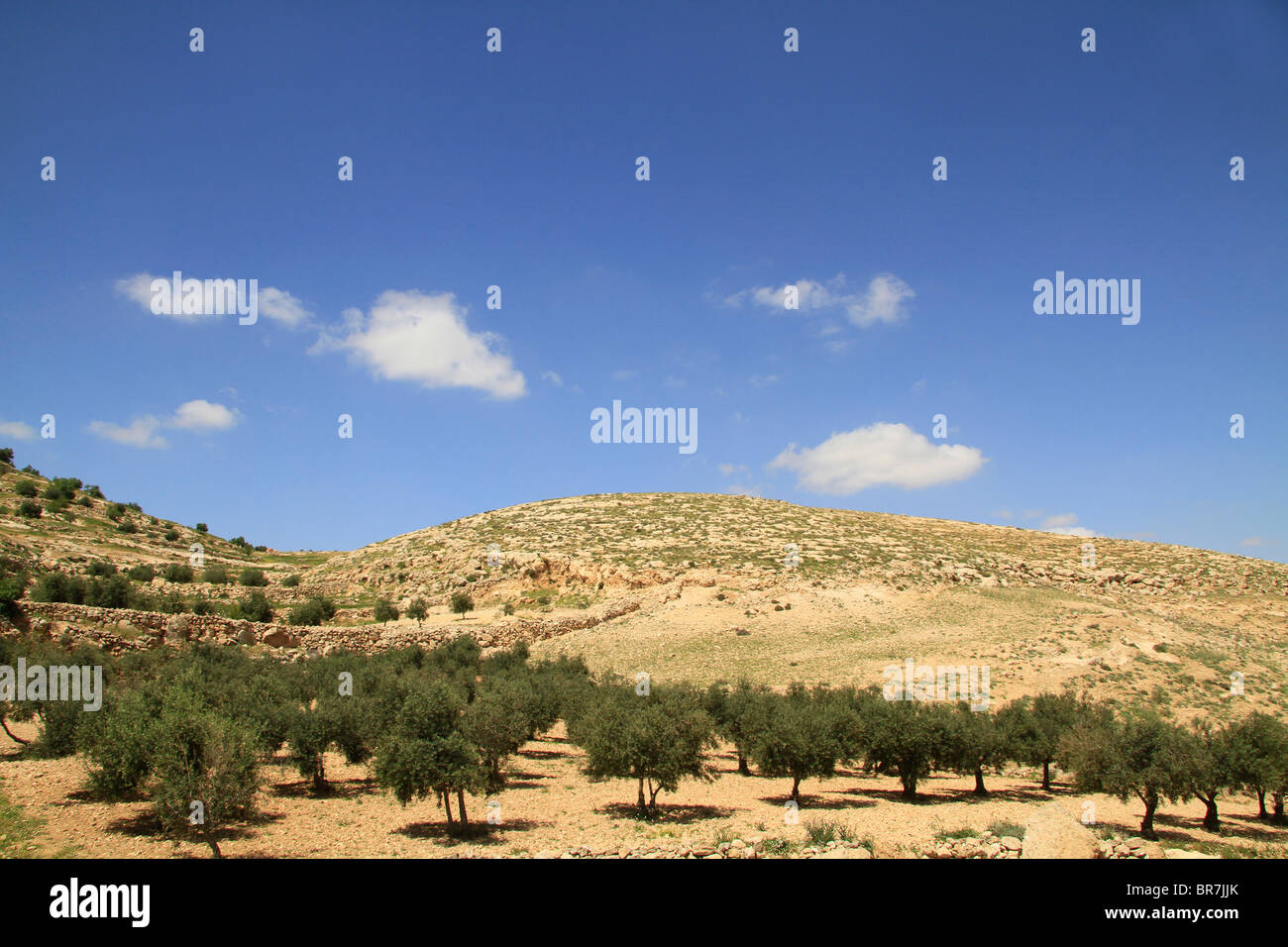 Olive trees israel hi-res stock photography and images - Alamy
