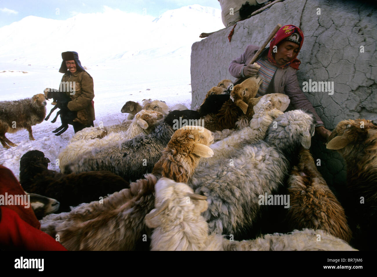 Kirghiz herder feeding animals Little Pamir Wakhan Afghanistan Stock ...