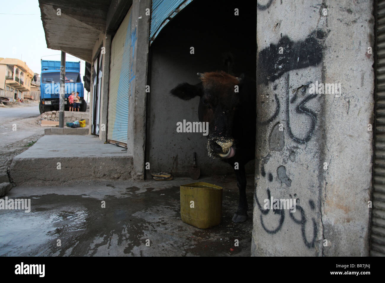 A cow in the Kurdish village of Rowanduz Northern Iraq Stock Photo - Alamy