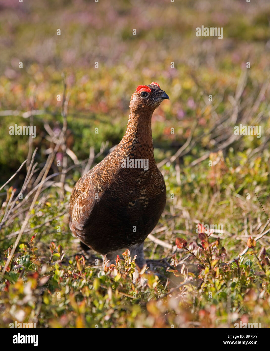 Uk game bird hi-res stock photography and images - Alamy