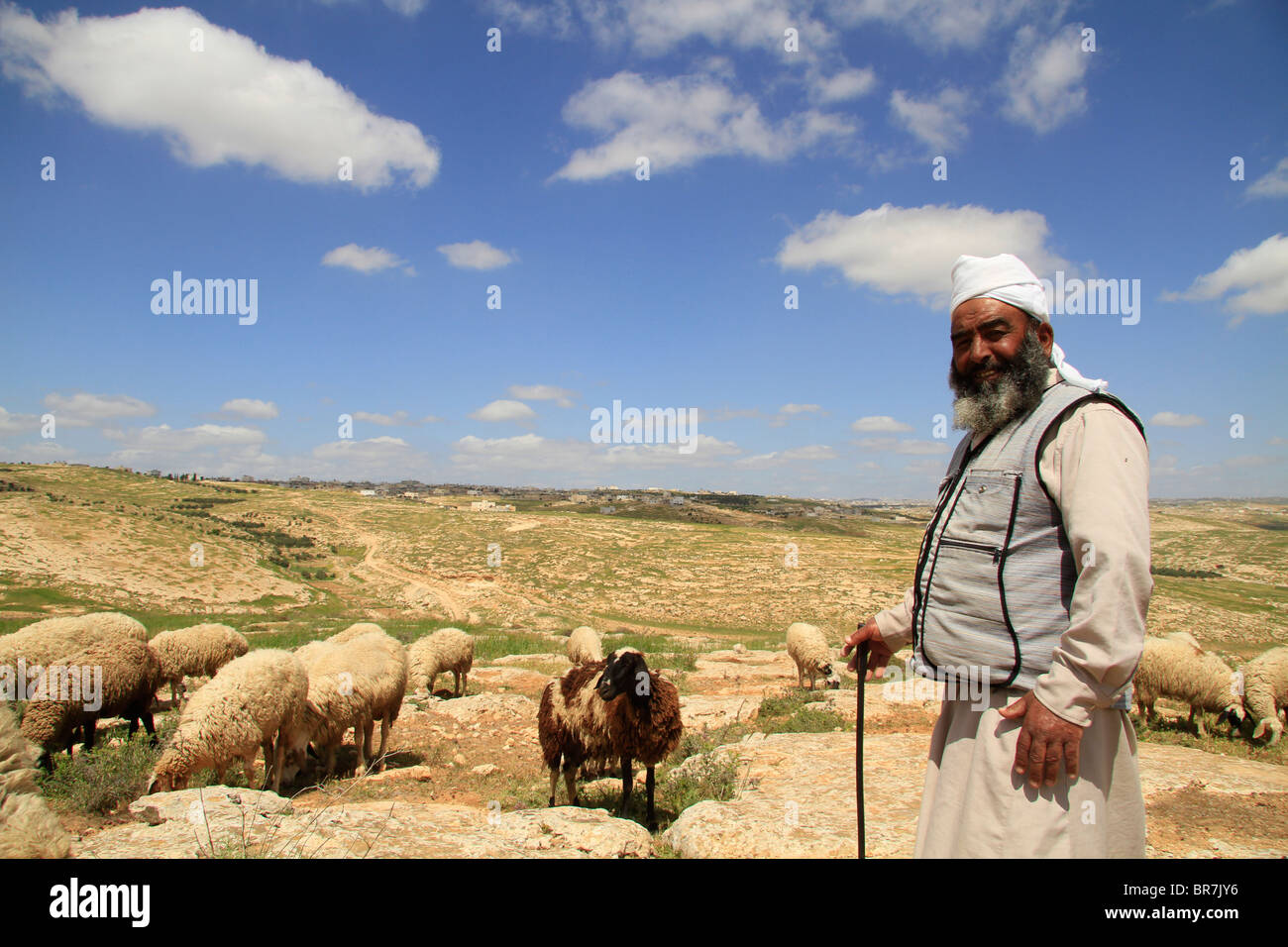 Shepherd sheep palestine hi-res stock photography and images - Alamy
