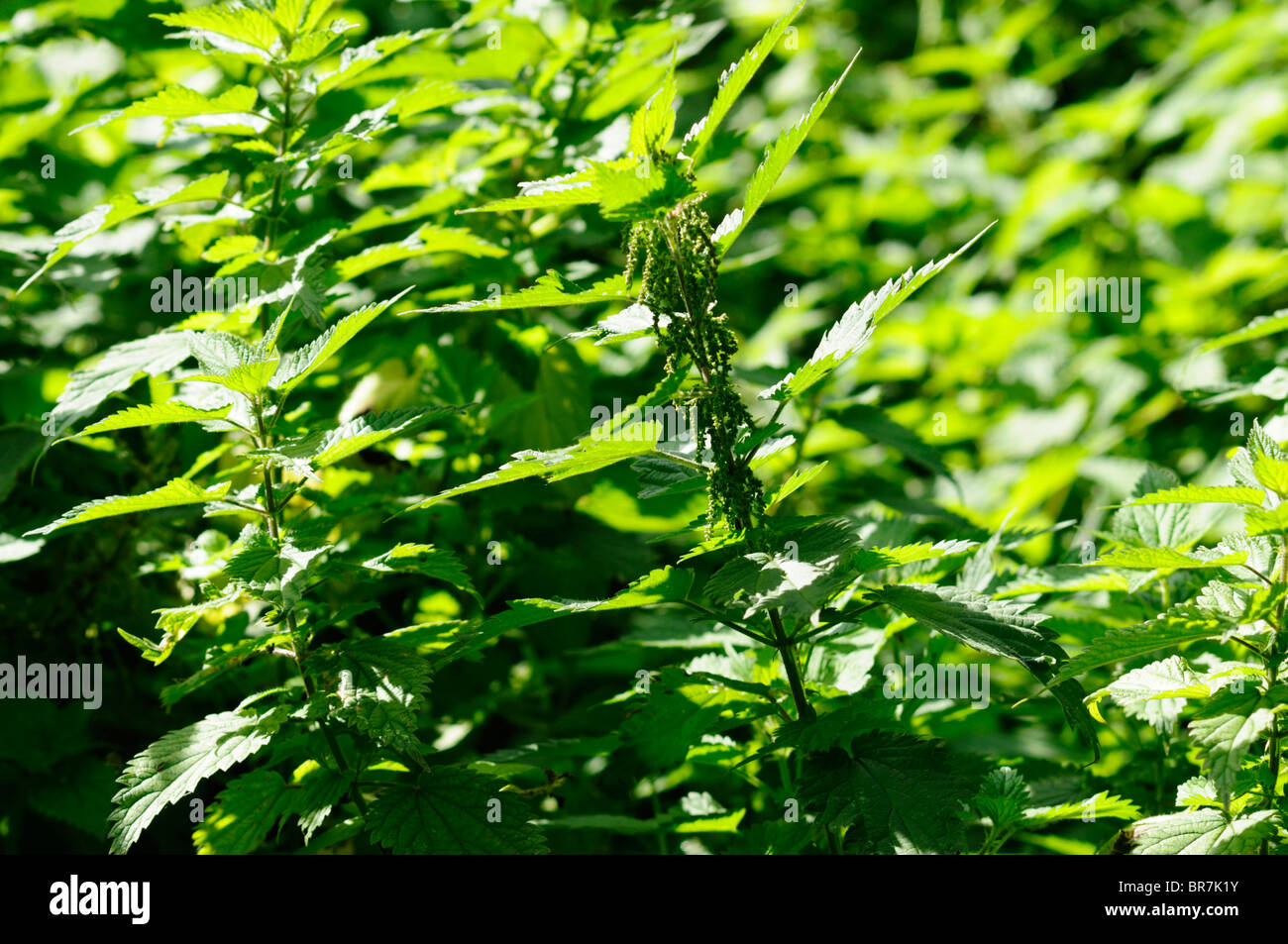 Netles hi-res stock photography and images - Alamy