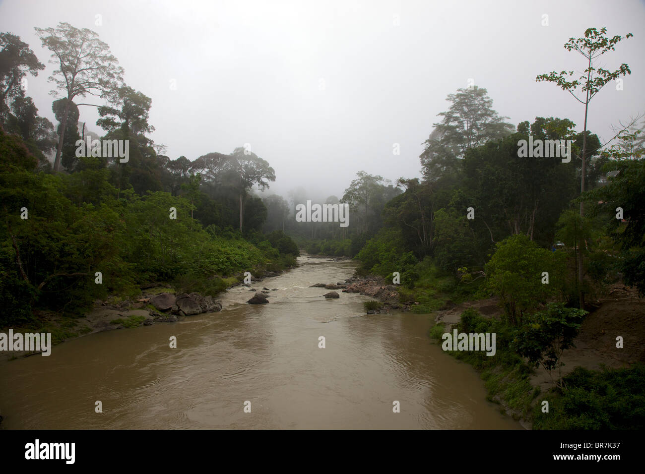 Borneo 2010, Danum river Stock Photo - Alamy