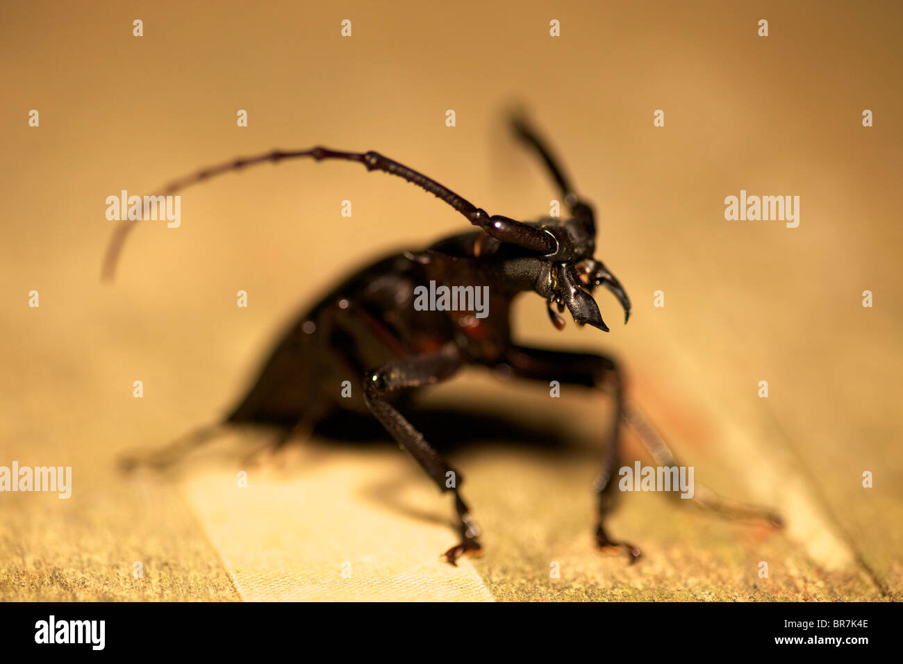 Woodcutter beetle hi-res stock photography and images - Alamy