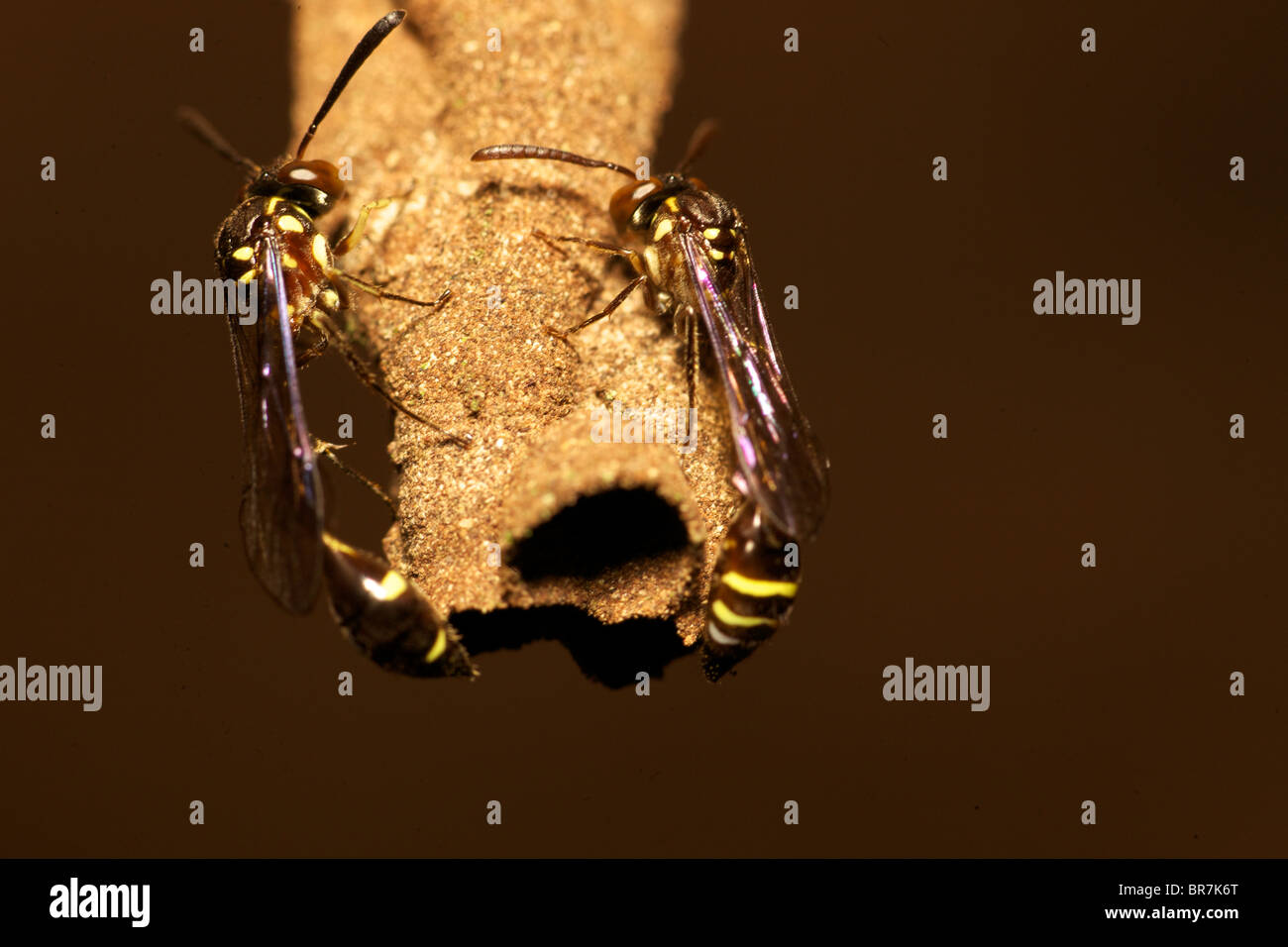 Jungle insects hi-res stock photography and images - Alamy