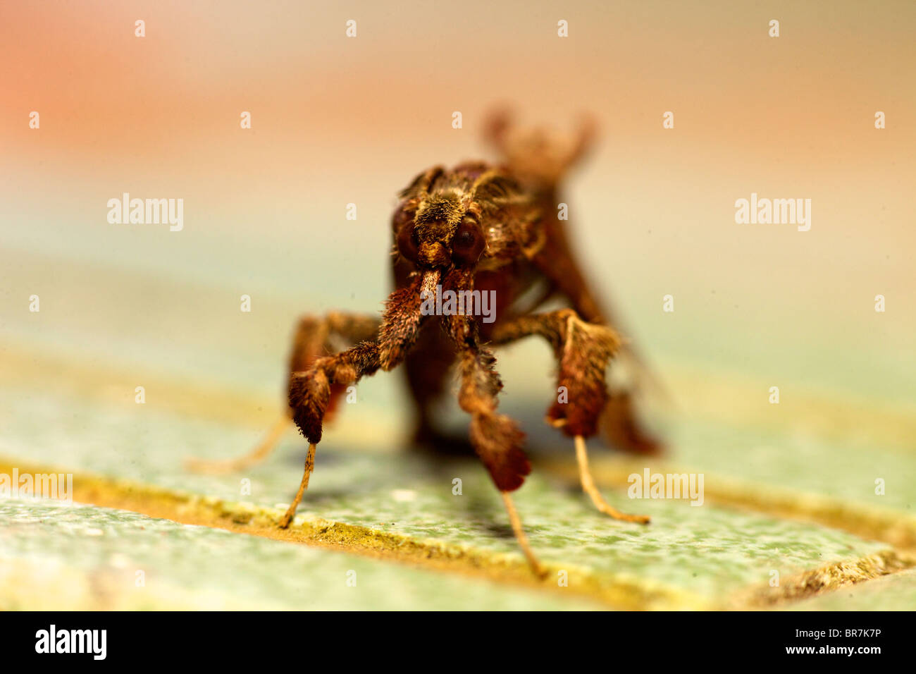 Borneo insects hi-res stock photography and images - Alamy