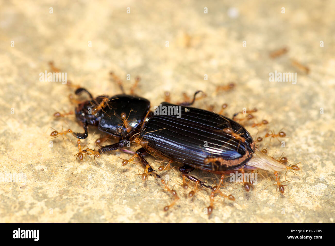 Borneo ant hi-res stock photography and images - Alamy